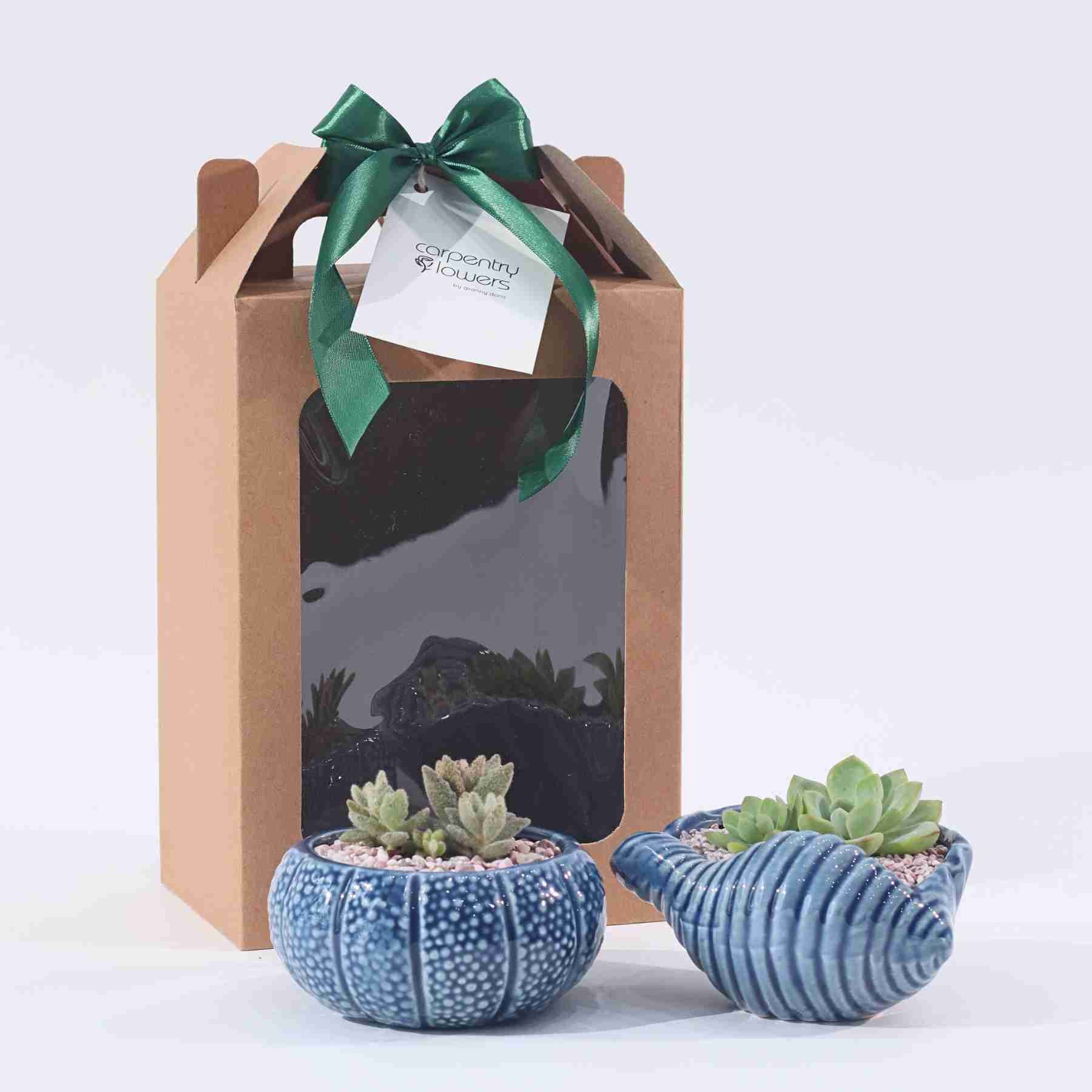 Potted Plant Gift Delivery in KL & Selangor | Granny Doris