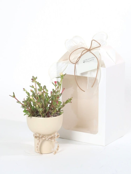 Potted Plant Gift Delivery in KL & Selangor | Granny Doris