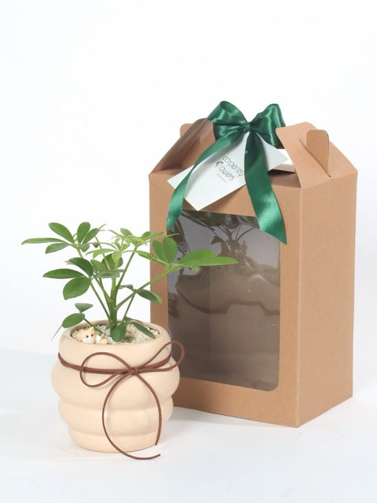 Potted Plant Gift Delivery in KL & Selangor | Granny Doris