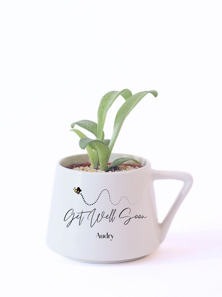 Potted Plant Gift Delivery in KL & Selangor | Granny Doris