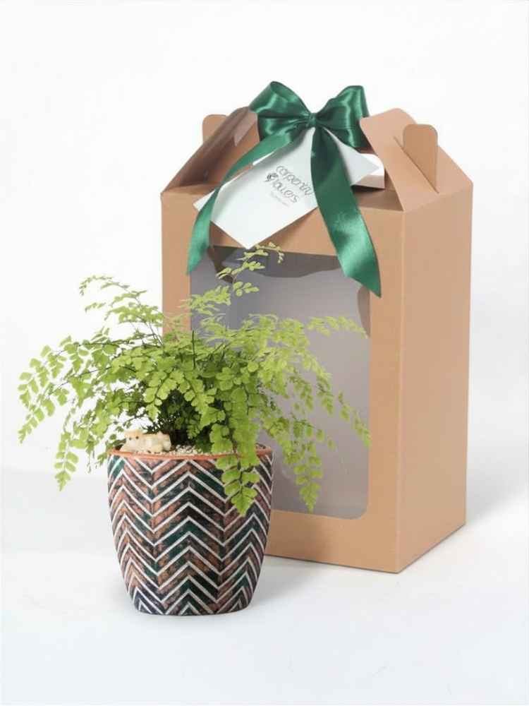 Urban Zen - Potted Plant Gift – Granny Doris